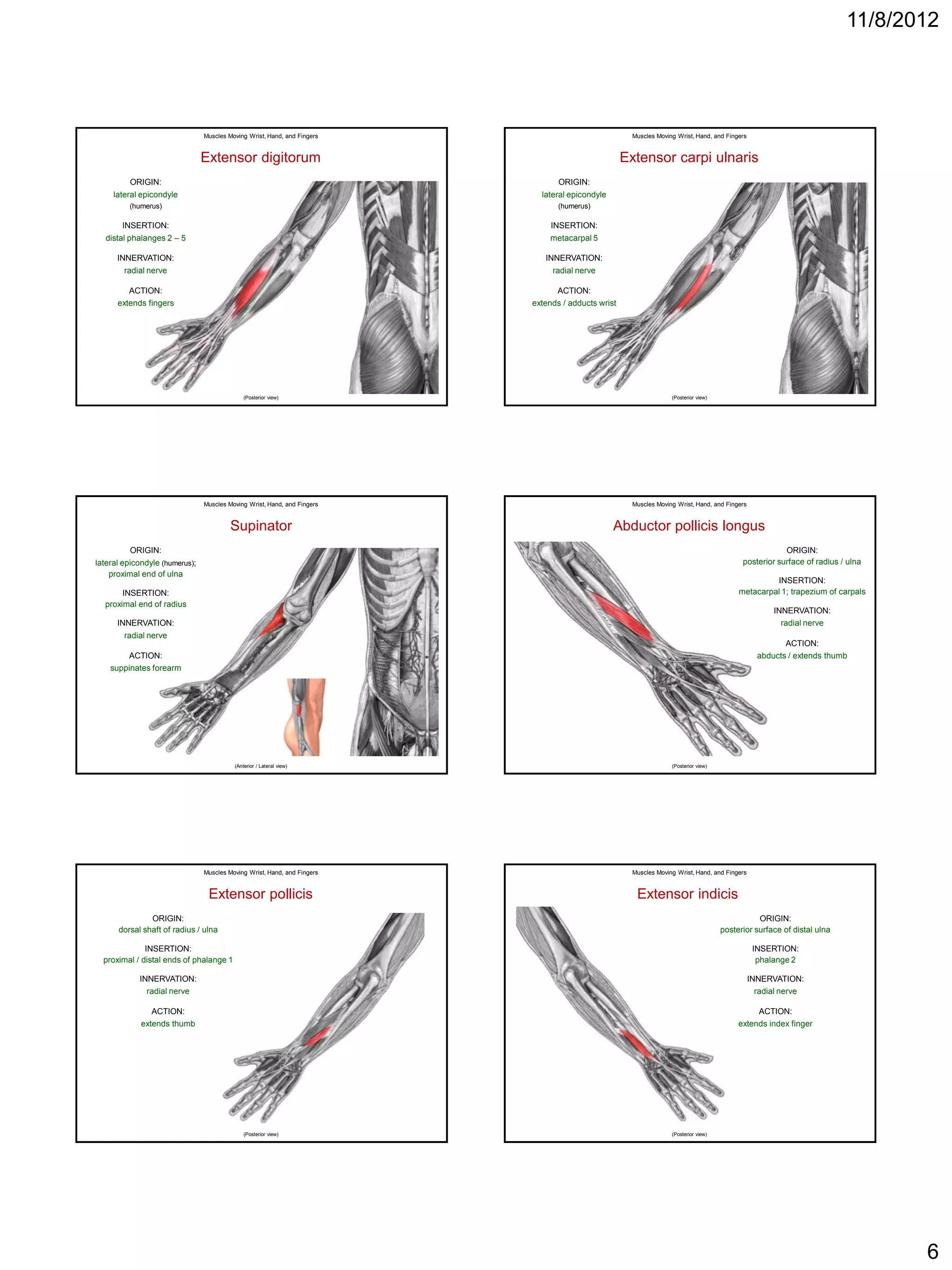 Muscles of the Upper Limb.pdf