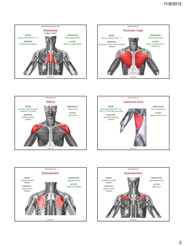 Muscles of the Upper Limb.pdf