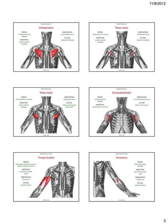 Muscles of the Upper Limb.pdf