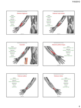 Muscles of the Upper Limb.pdf