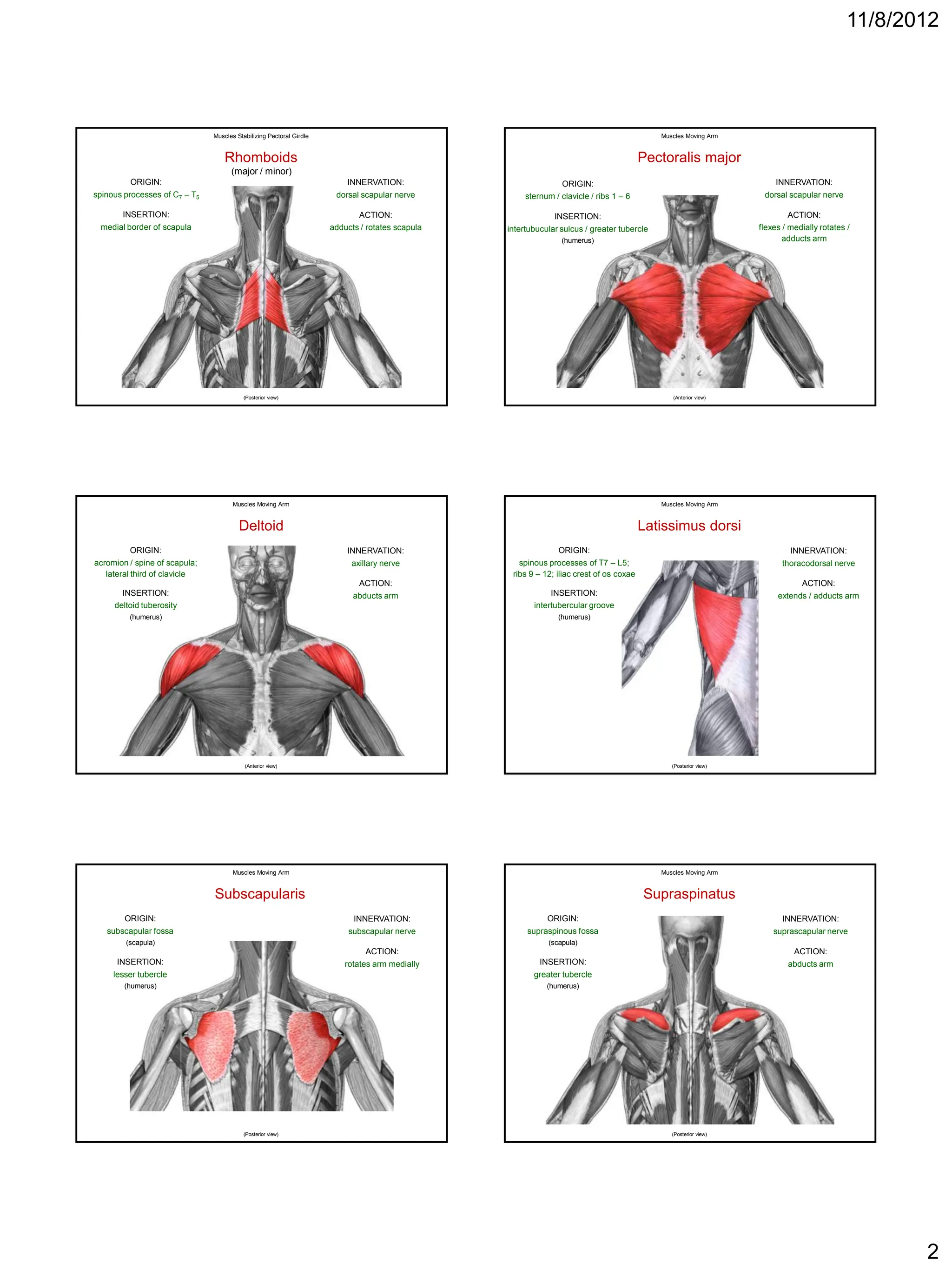Muscles of the Upper Limb.pdf