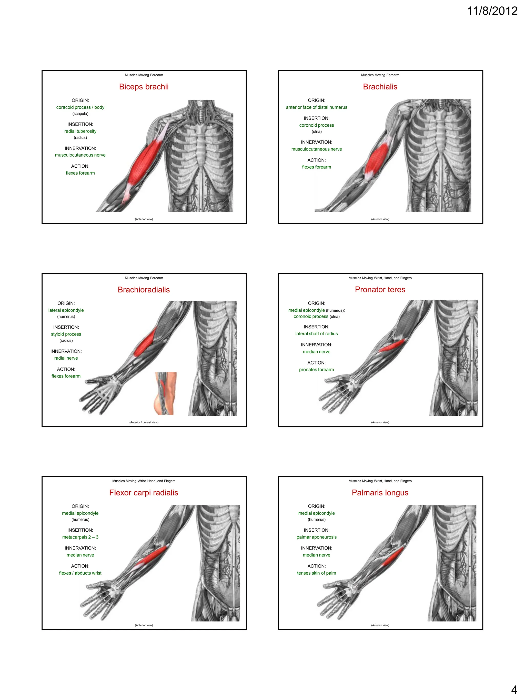 Muscles of the Upper Limb.pdf