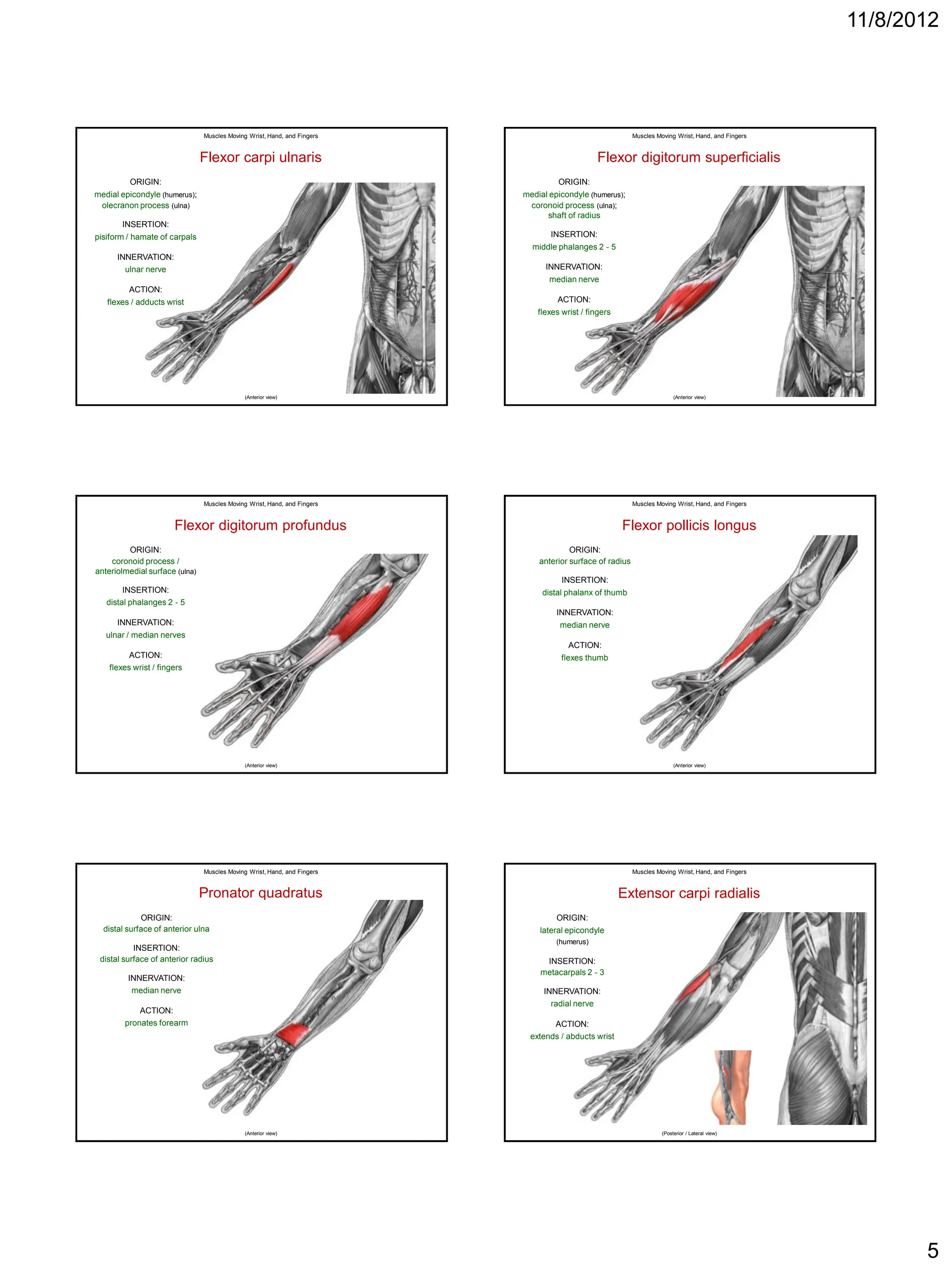 Muscles of the Upper Limb.pdf