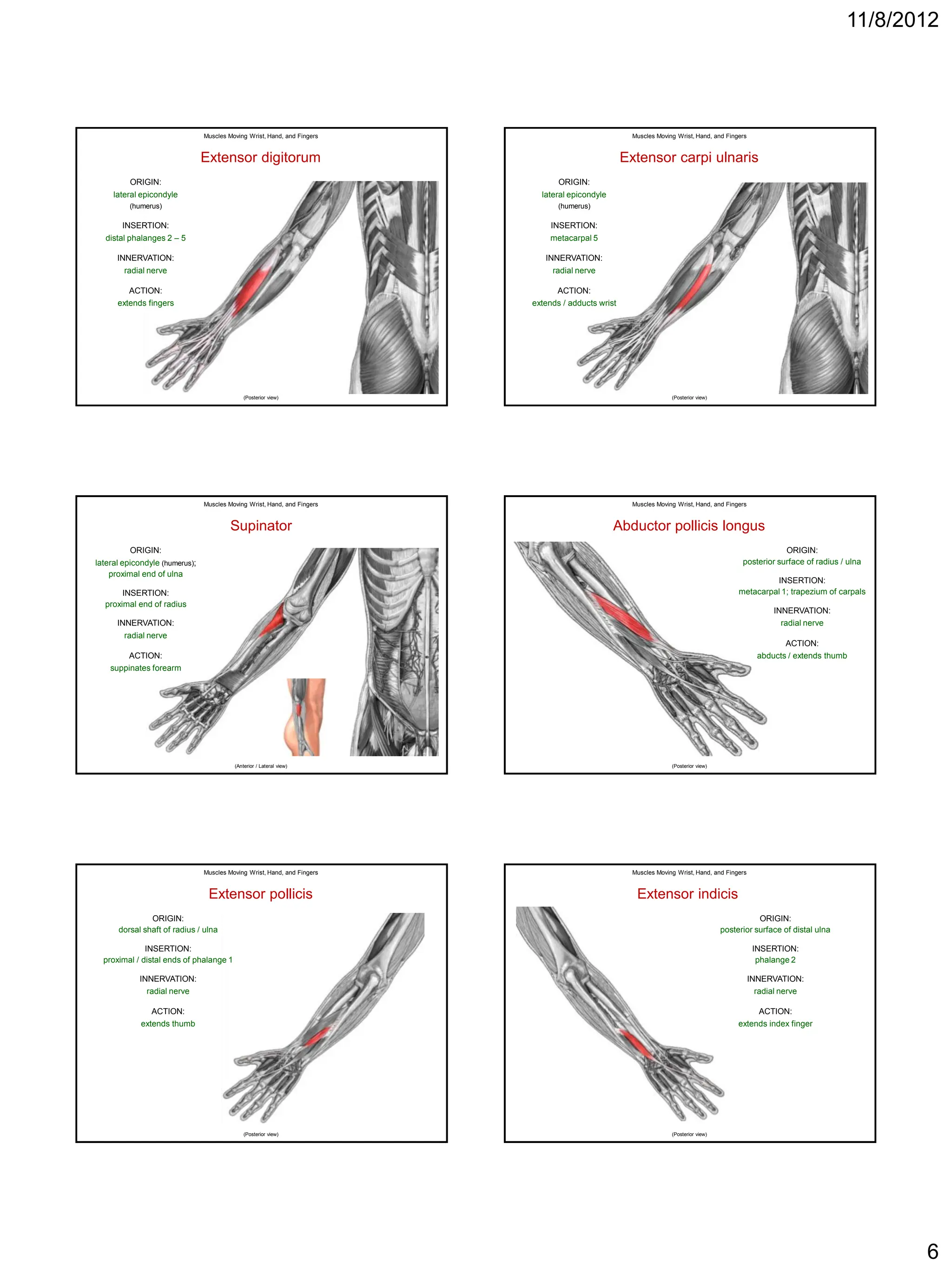 Muscles of the Upper Limb.pdf