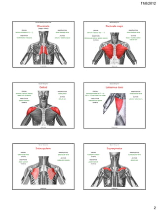 Muscles of the Upper Limb.pdf