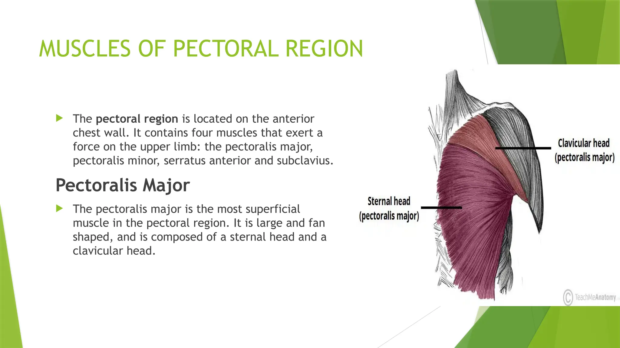 Muscles of the Upper Limb/pectoralis major | PPTX