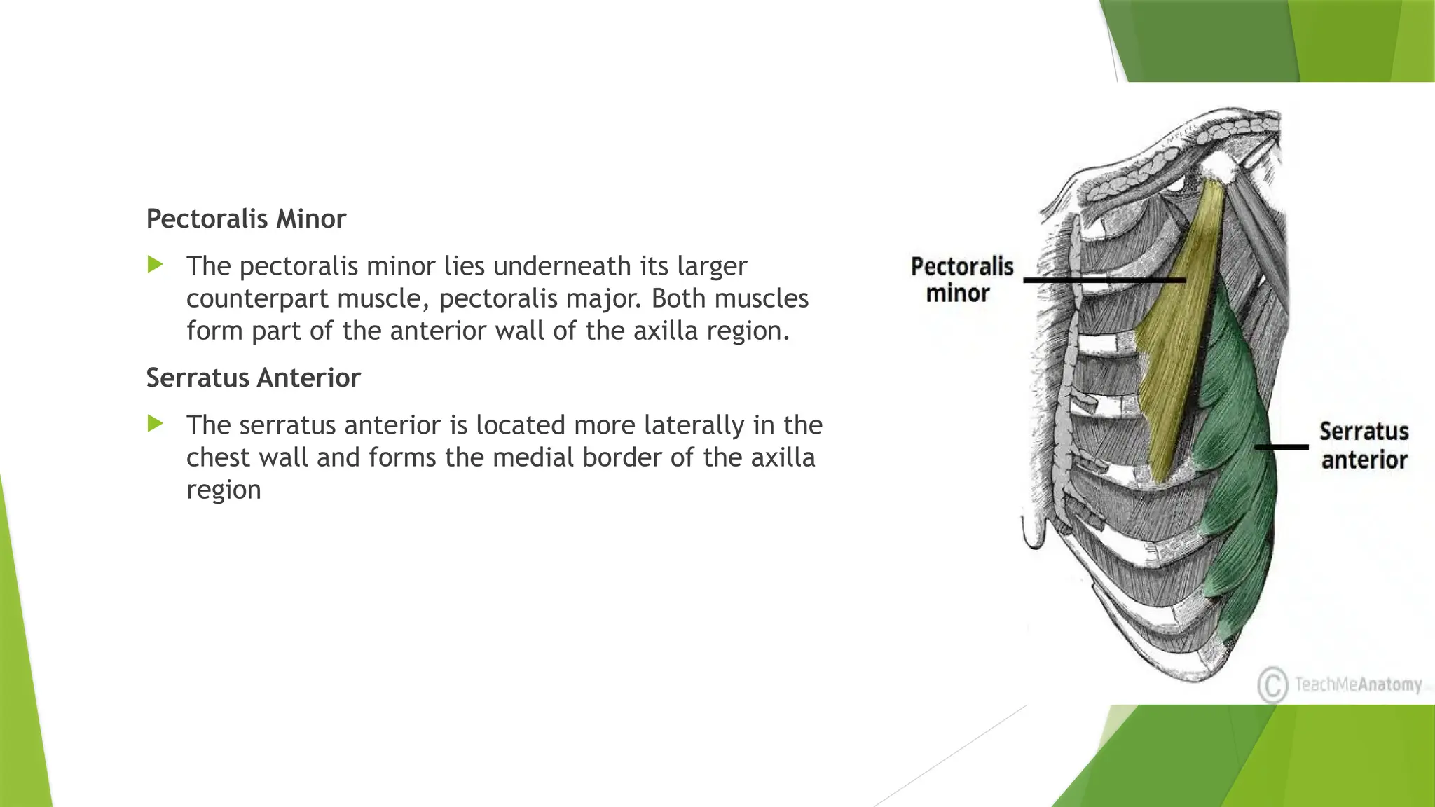 Muscles of the Upper Limb/pectoralis major | PPTX