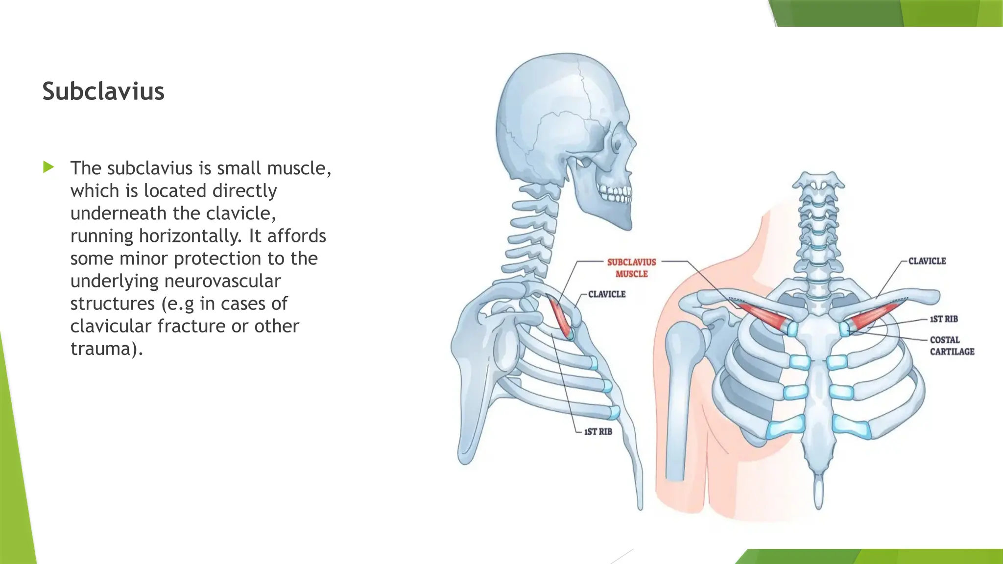 Muscles of the Upper Limb/pectoralis major | PPTX
