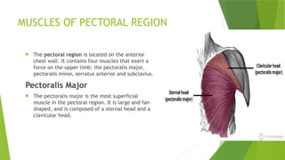 Muscles of the Upper Limb/pectoralis major | PPTX