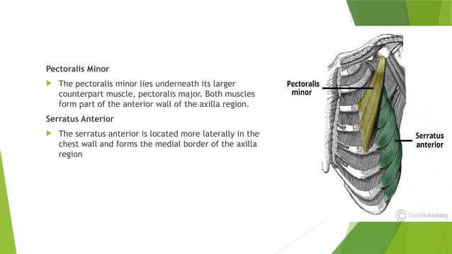 Muscles of the Upper Limb/pectoralis major | PPT
