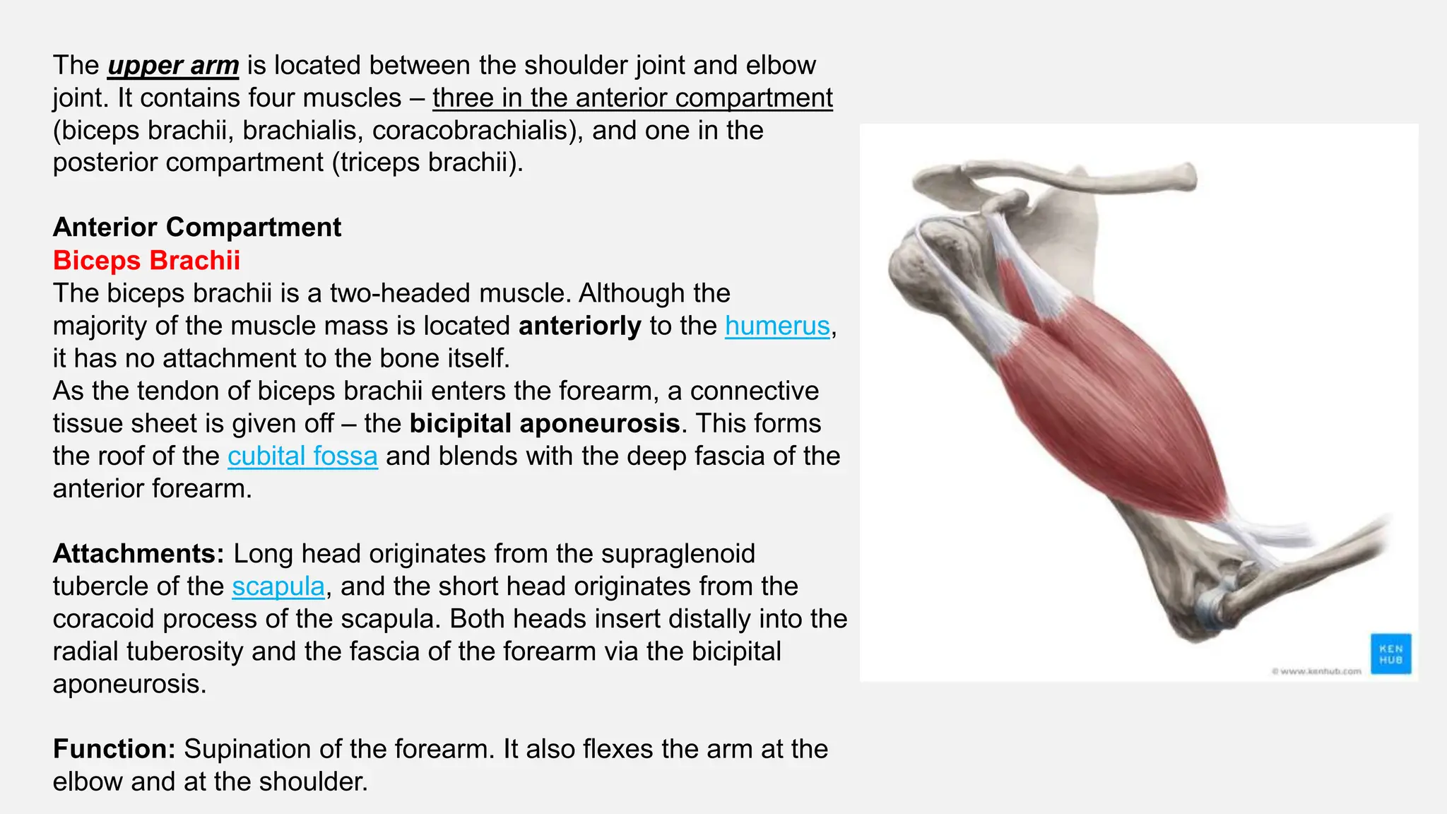 Muscles of the upper limbbbbbbbbbbs.pptx