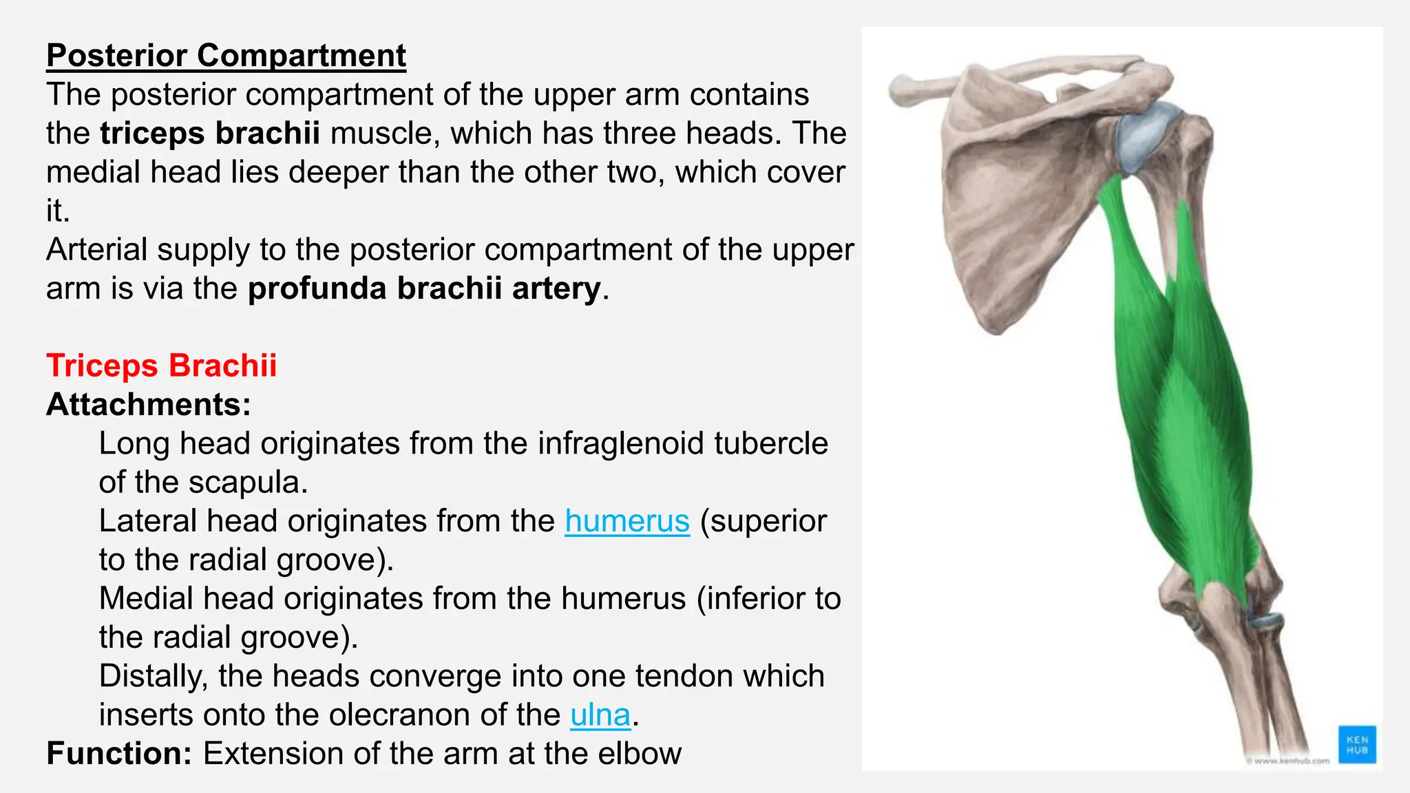 Muscles of the upper limbbbbbbbbbbs.pptx