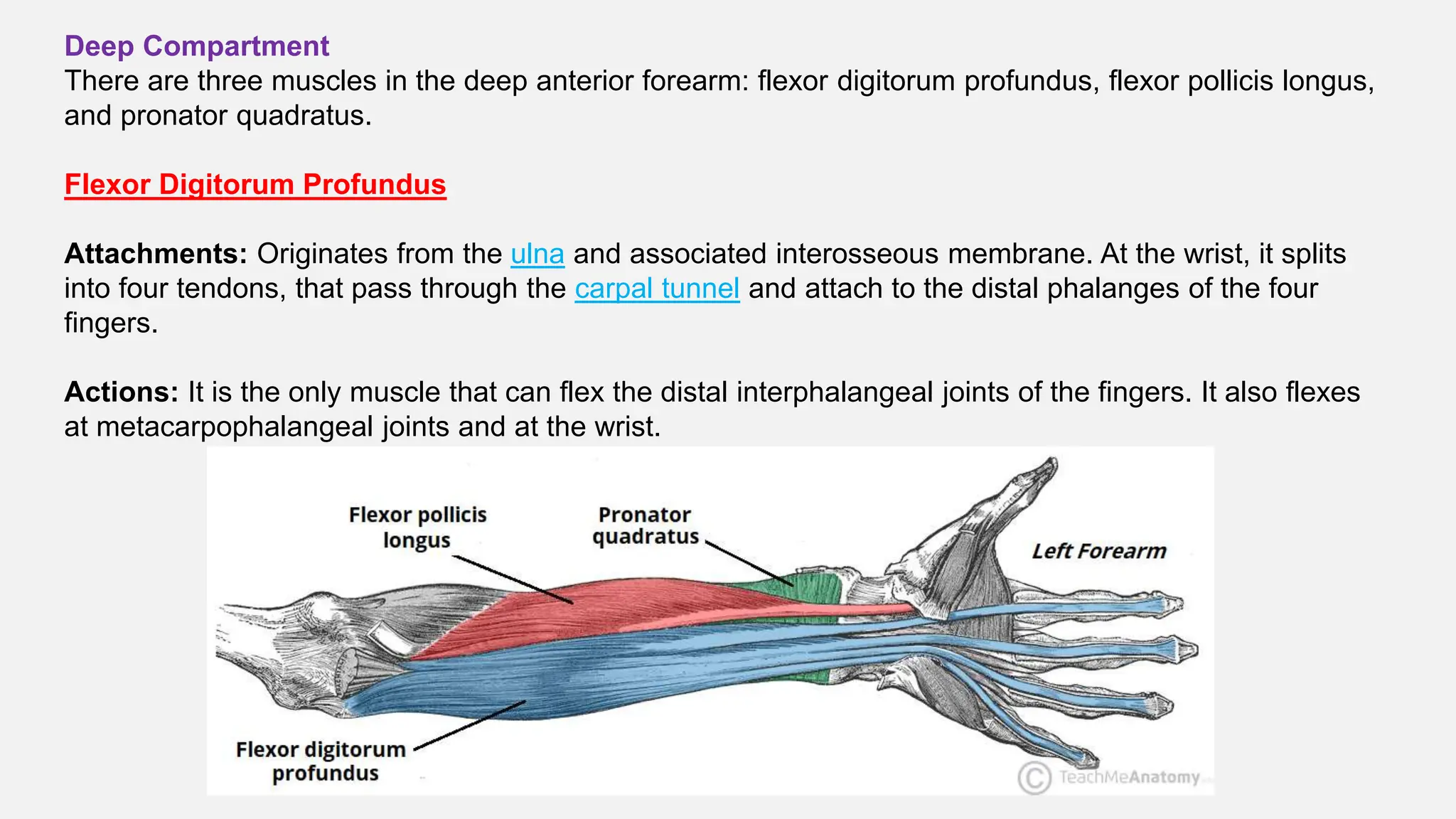 Muscles of the upper limbbbbbbbbbbs.pptx