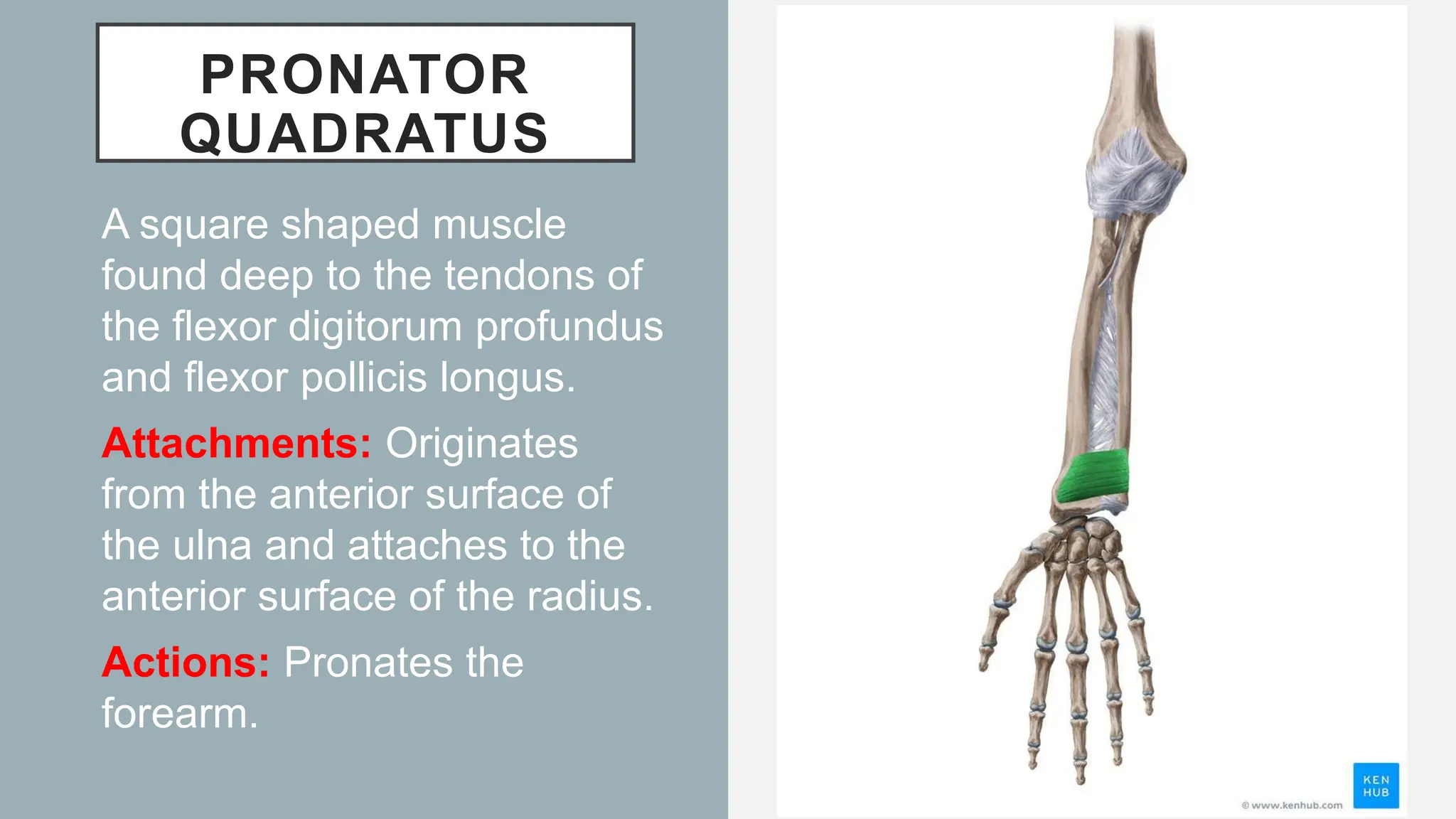 Muscles of the upper limbbbbbbbbbbs.pptx