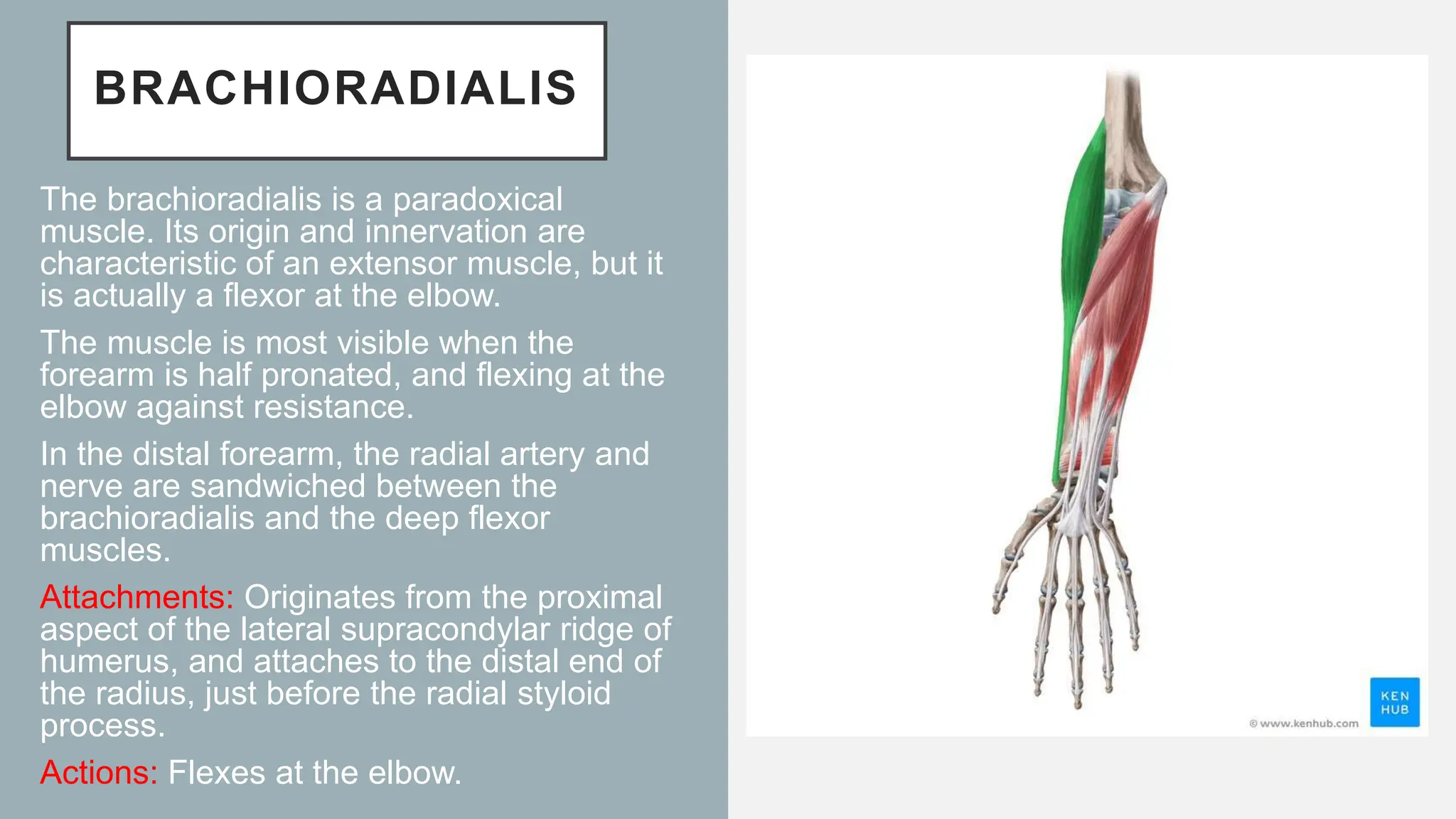 Muscles of the upper limbbbbbbbbbbs.pptx