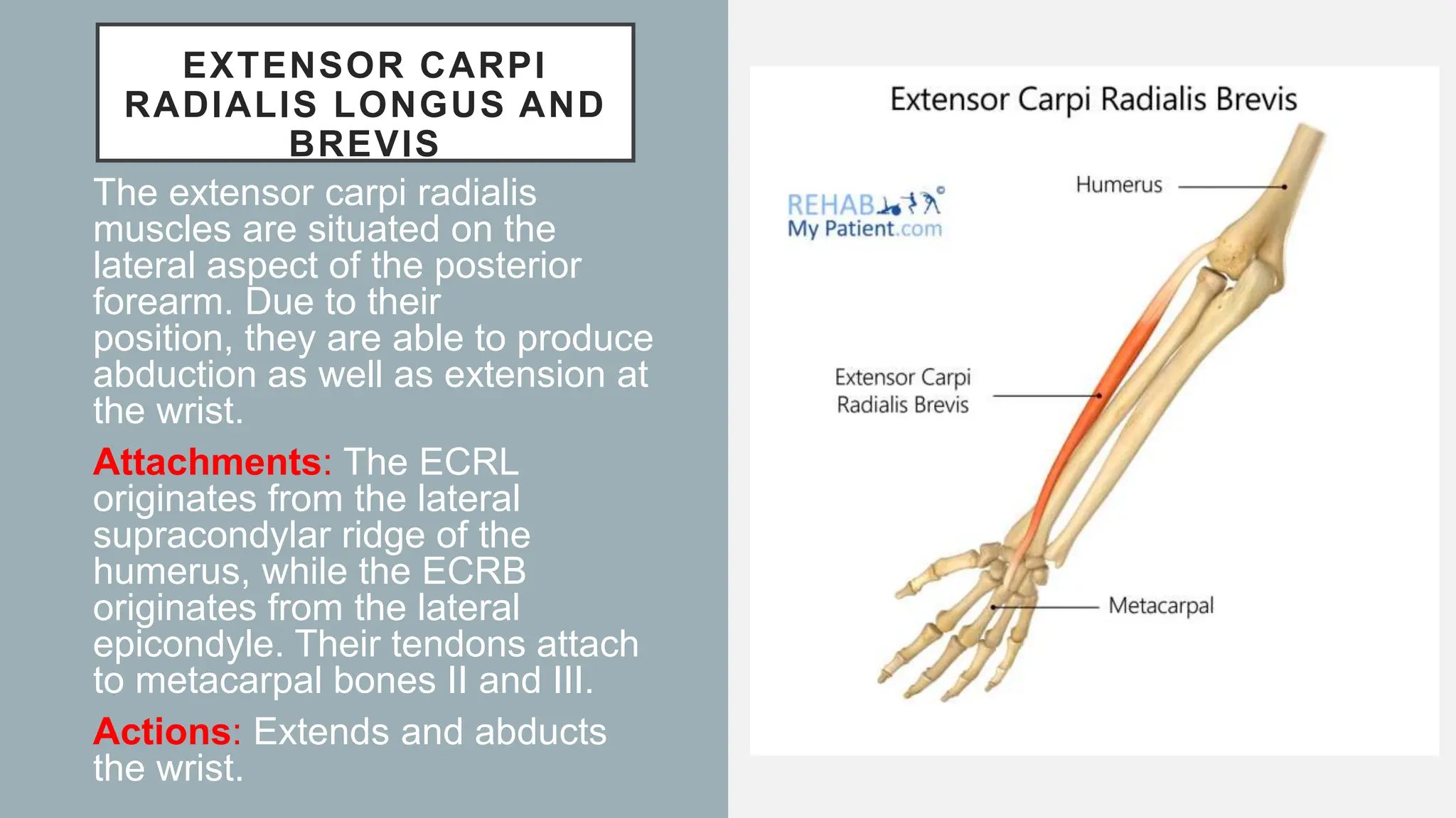 Muscles of the upper limbbbbbbbbbbs.pptx