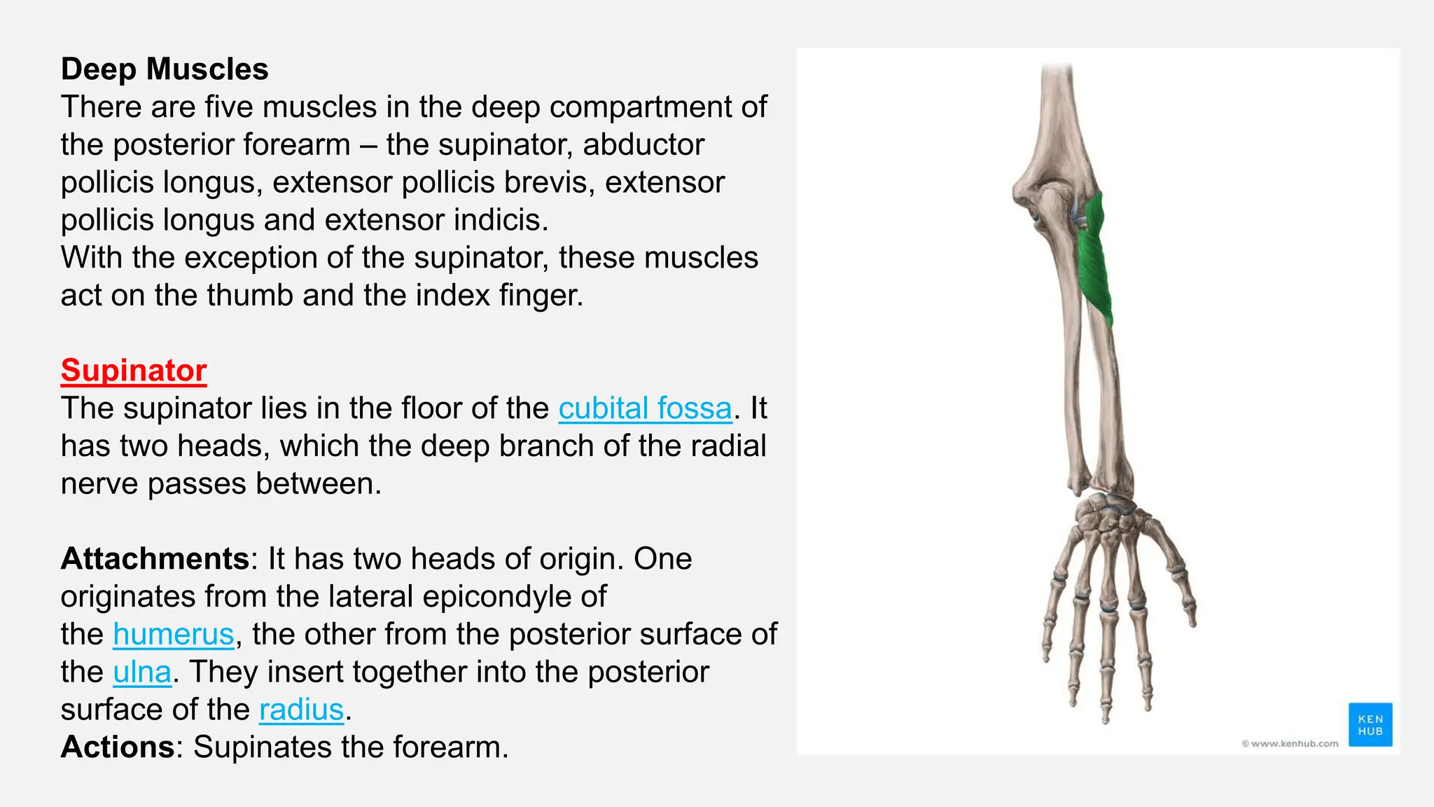 Muscles of the upper limbbbbbbbbbbs.pptx