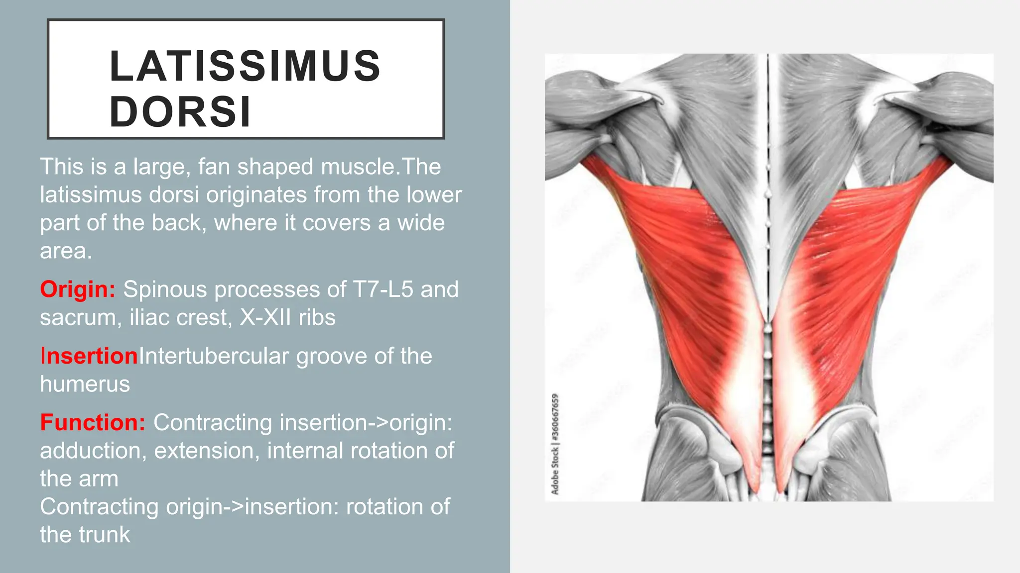 Muscles of the upper limbbbbbbbbbbs.pptx