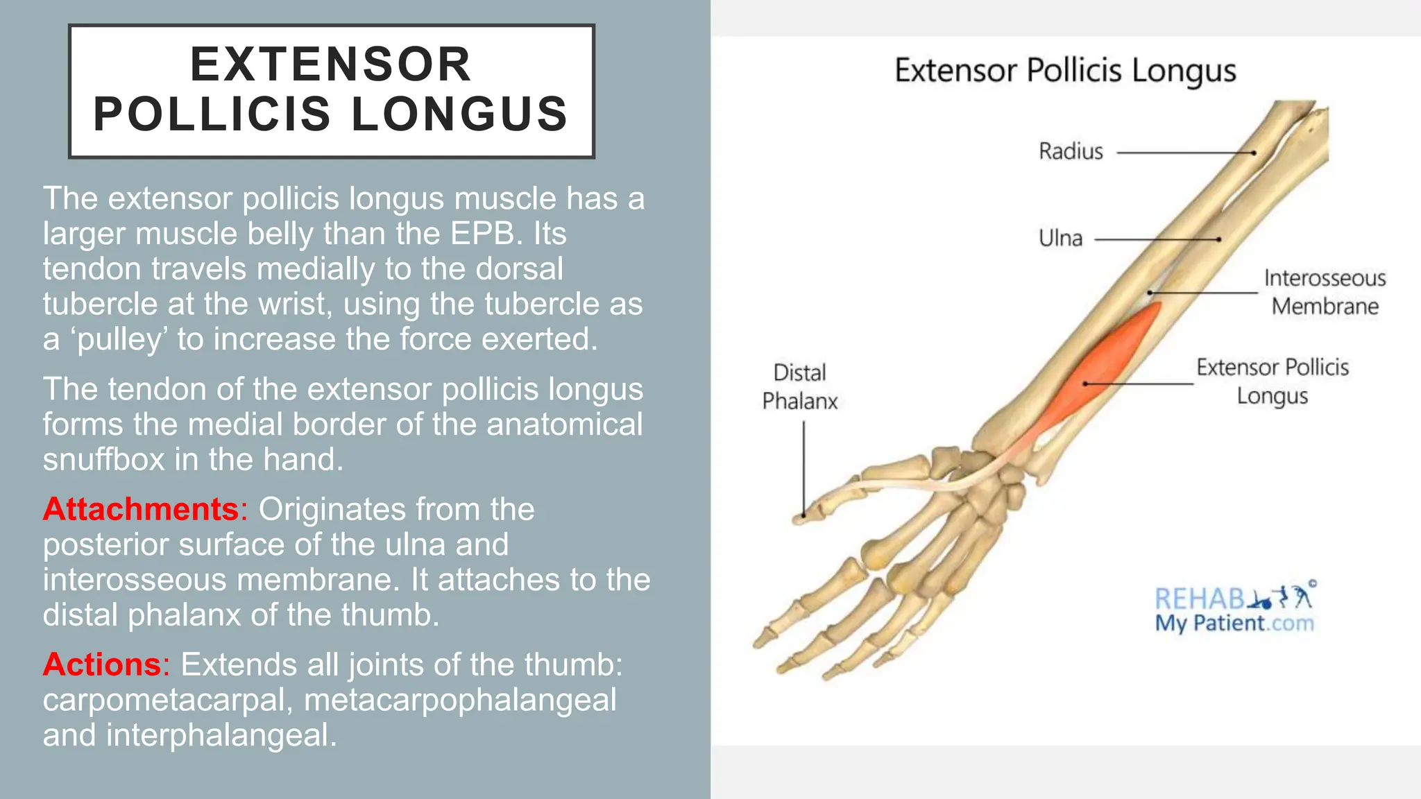 Muscles of the upper limbbbbbbbbbbs.pptx