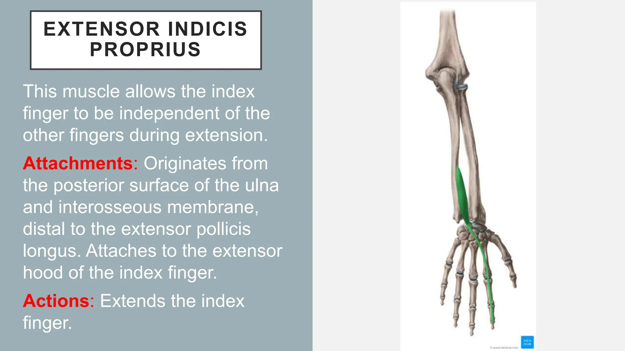 Muscles of the upper limbbbbbbbbbbs.pptx