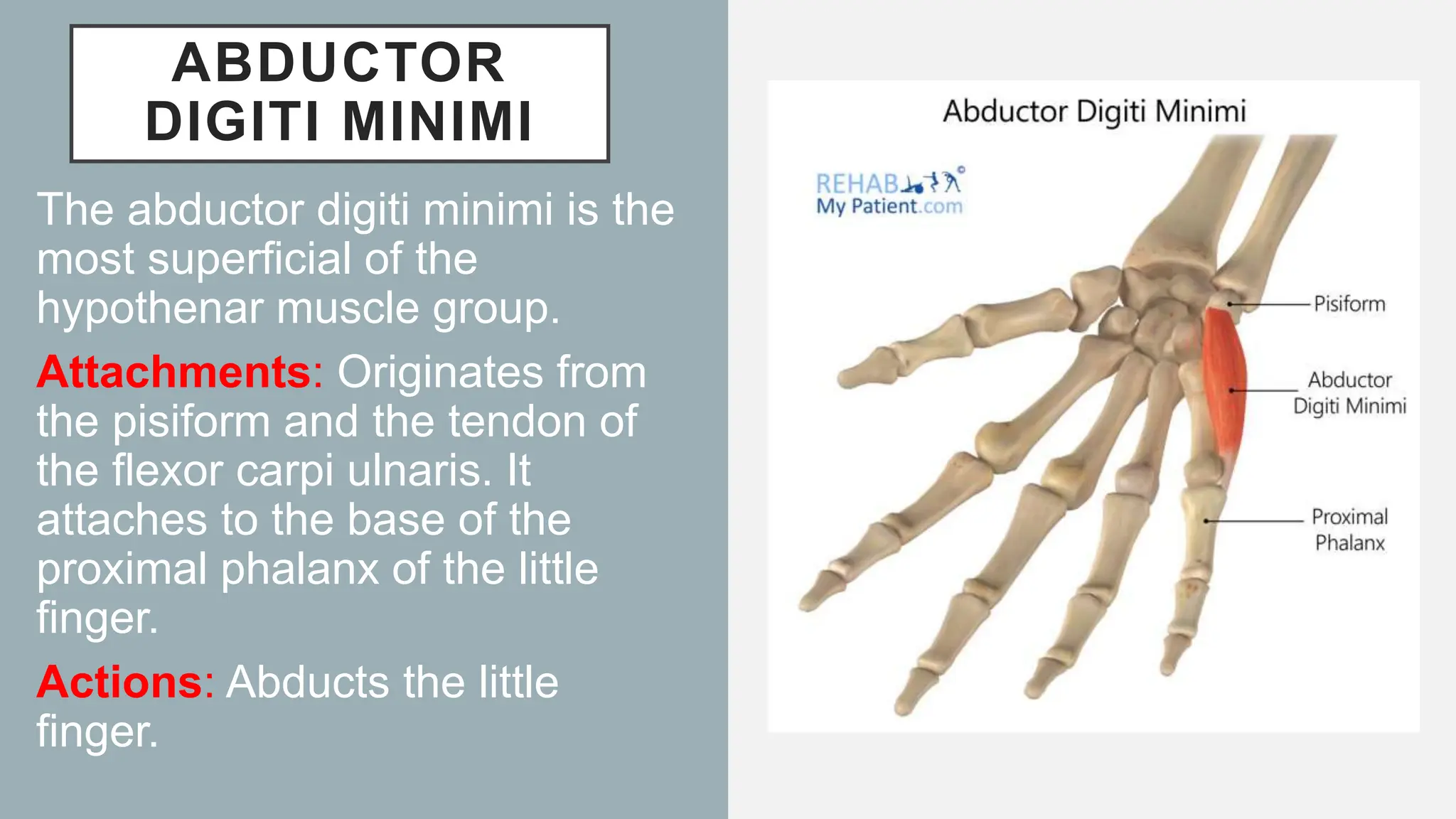 Muscles of the upper limbbbbbbbbbbs.pptx