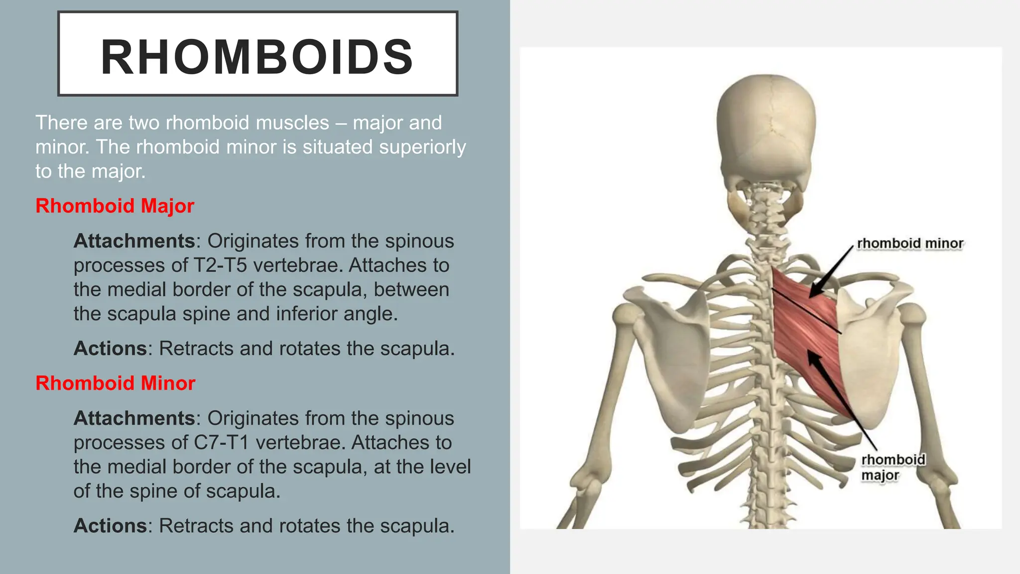 Muscles of the upper limbbbbbbbbbbs.pptx