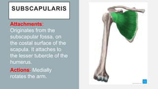 Muscles of the upper limbbbbbbbbbbs.pptx
