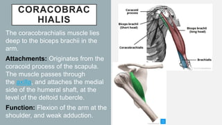 Muscles of the upper limbbbbbbbbbbs.pptx