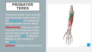 Muscles of the upper limbbbbbbbbbbs.pptx