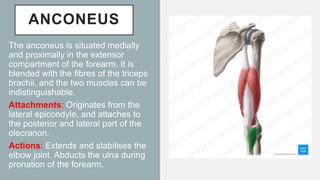Muscles of the upper limbbbbbbbbbbs.pptx