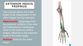 Muscles of the upper limbbbbbbbbbbs.pptx