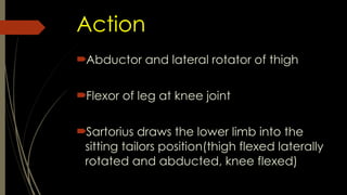 Muscles Of Thigh.pptx ANTOMY PRESENTATION | PPTX