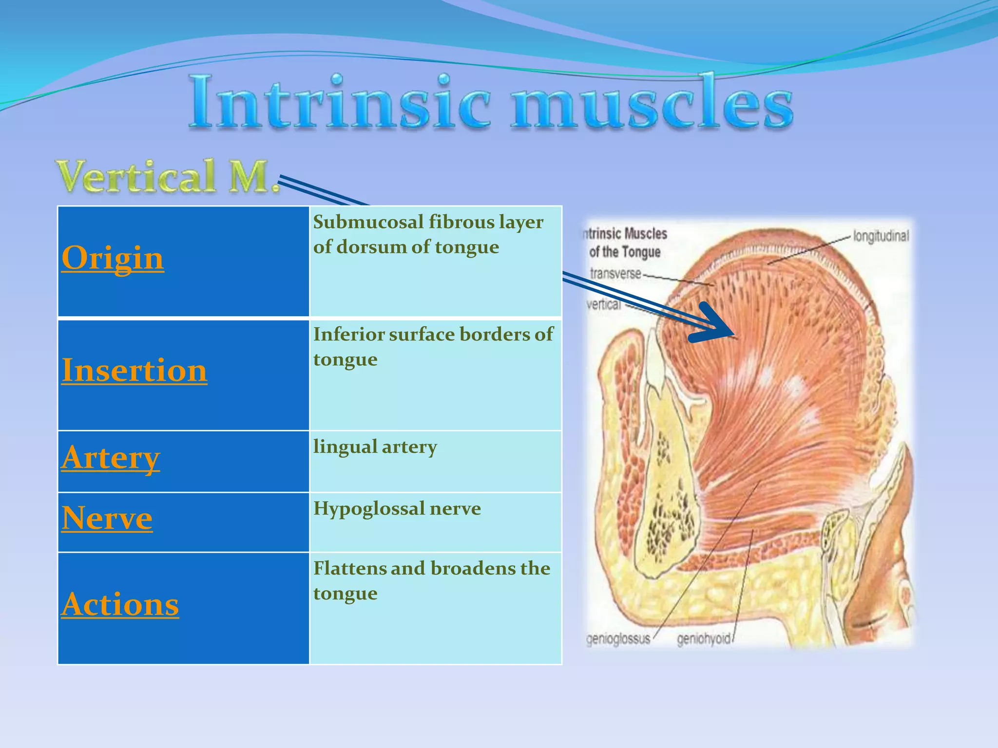Muscles of tongue | PPTX
