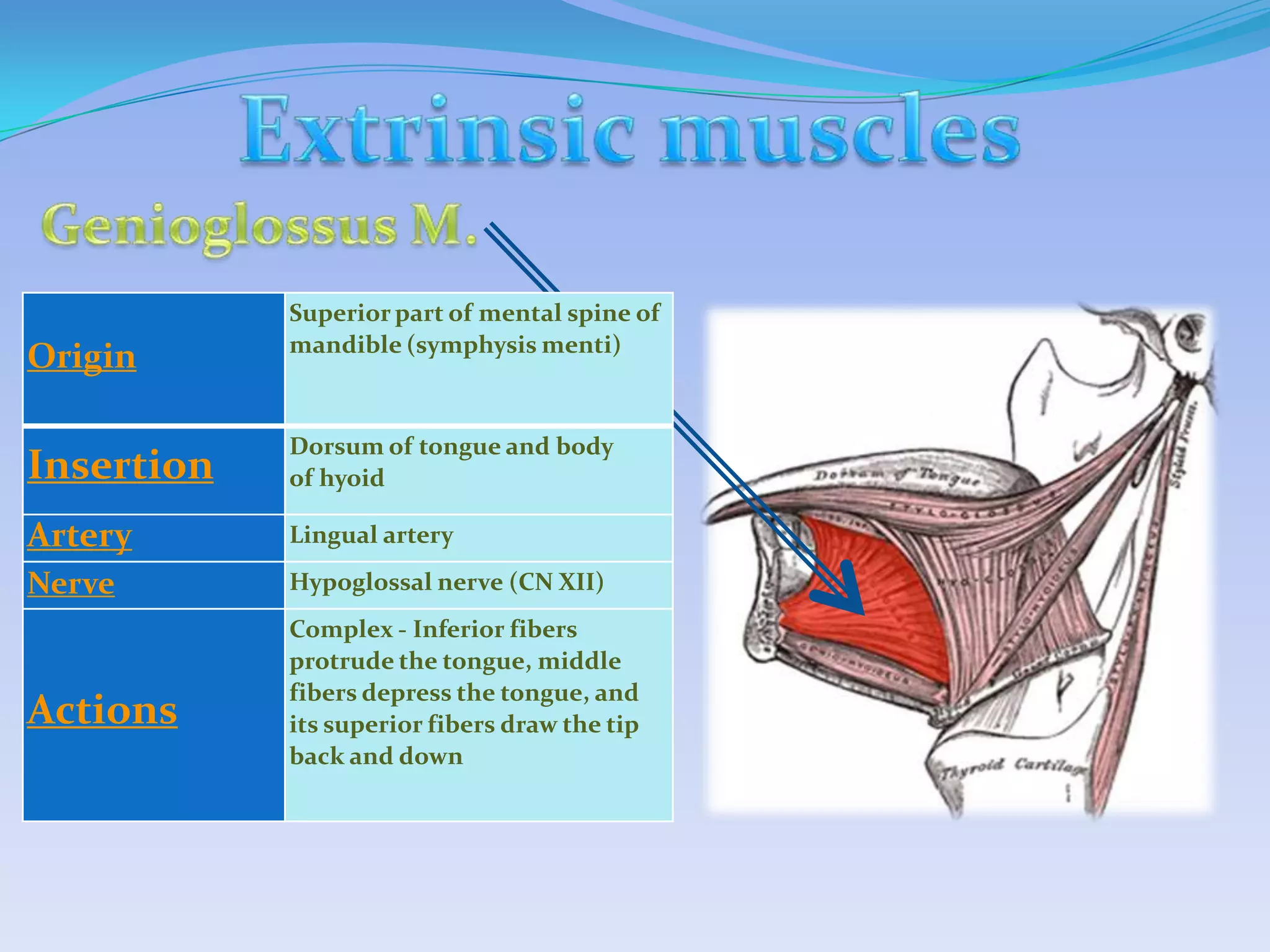 Muscles of tongue | PPTX