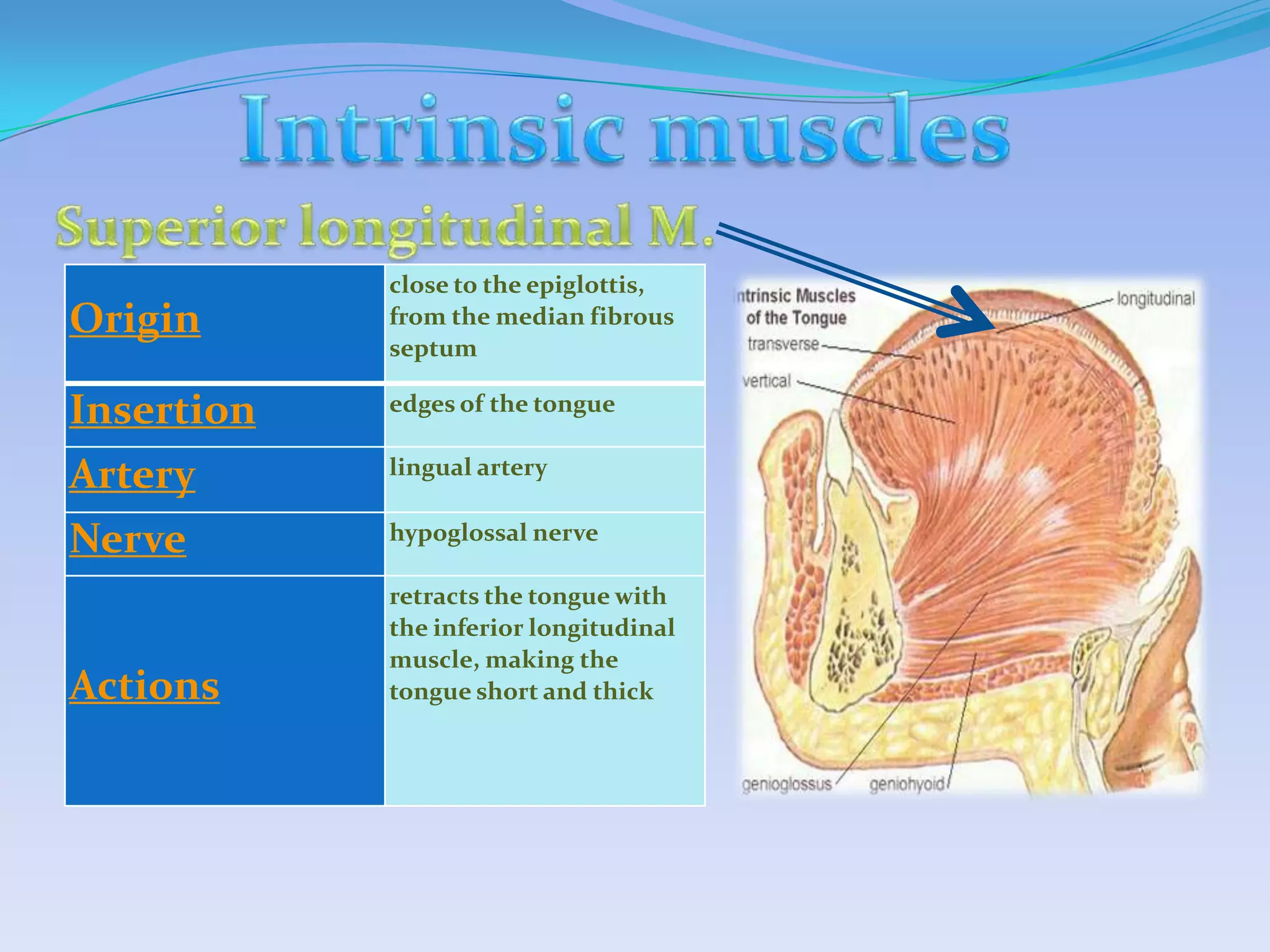 Muscles of tongue | PPTX