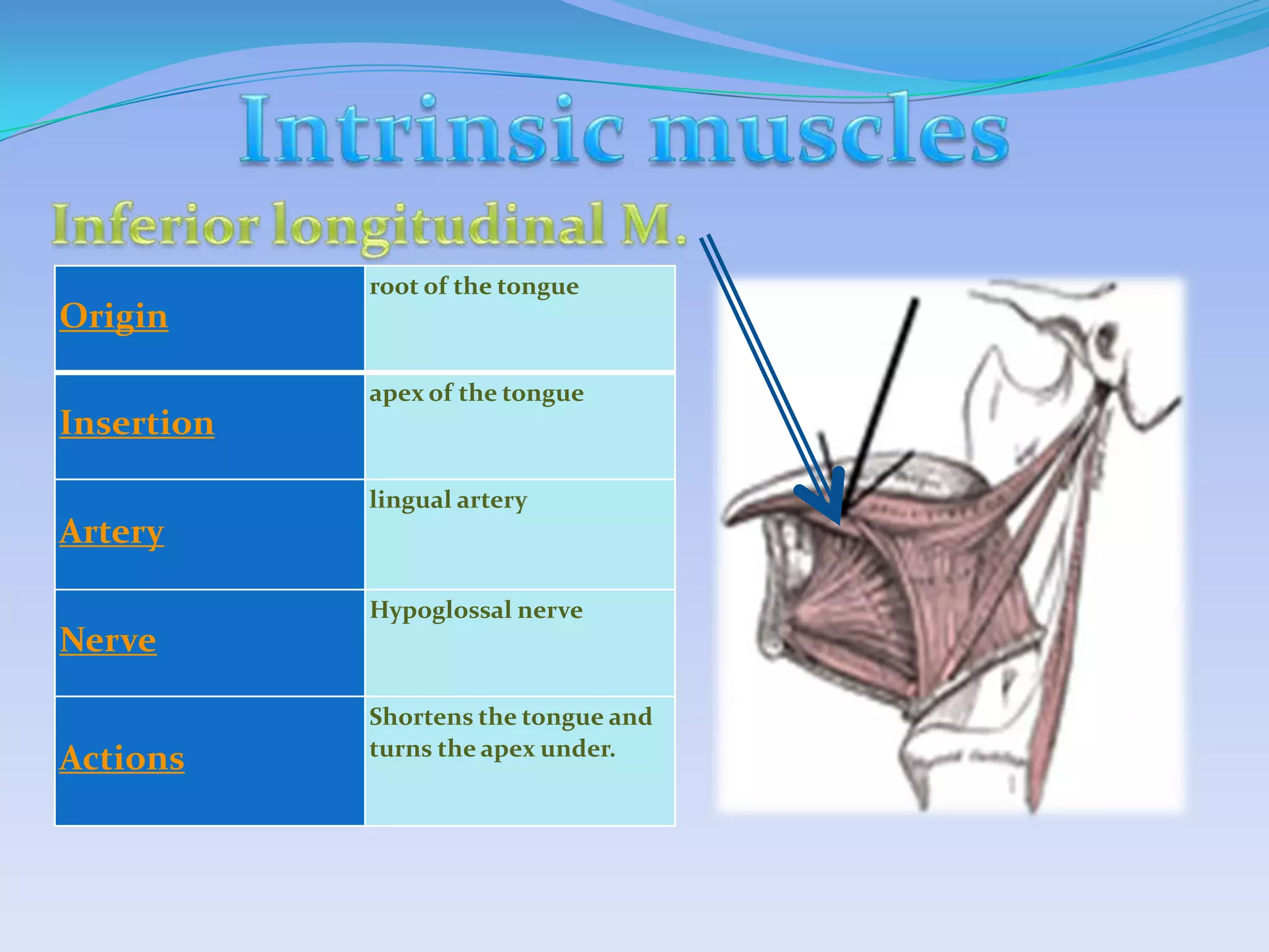 Muscles of tongue | PPTX