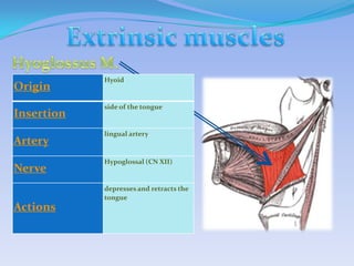 Muscles of tongue | PPTX
