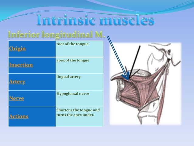 Muscles of tongue | PPTX