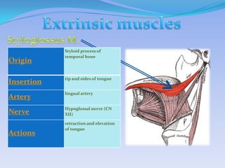 Tongue Muscles Anatomy