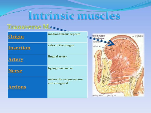 Muscles of tongue