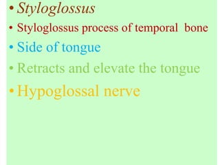Muscles of tongue.pptx