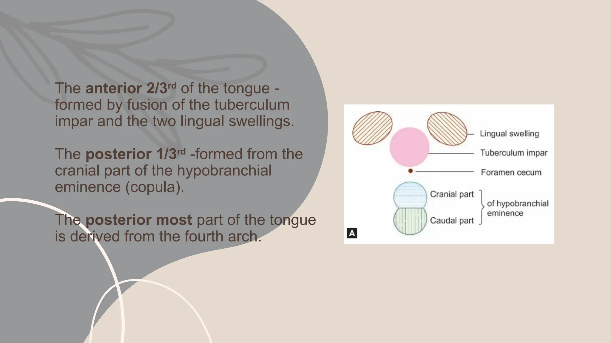 muscles of tongue and its prosthodontic implications | PPTX