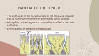 muscles of tongue and its prosthodontic implications | PPTX