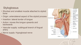 muscles of tongue and its prosthodontic implications | PPTX