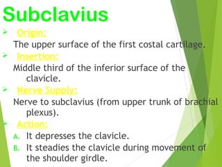 Muscles of upper | PPT