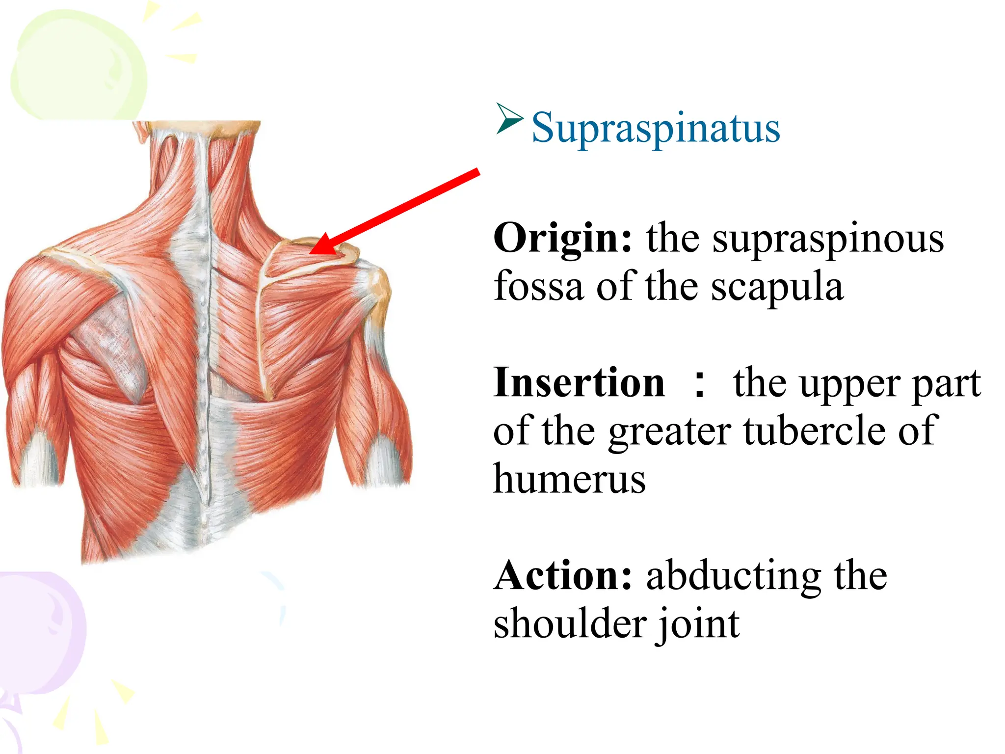 muscles of upper and lower limb detailed | PPT