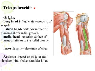 muscles of upper and lower limb detailed | PPTX