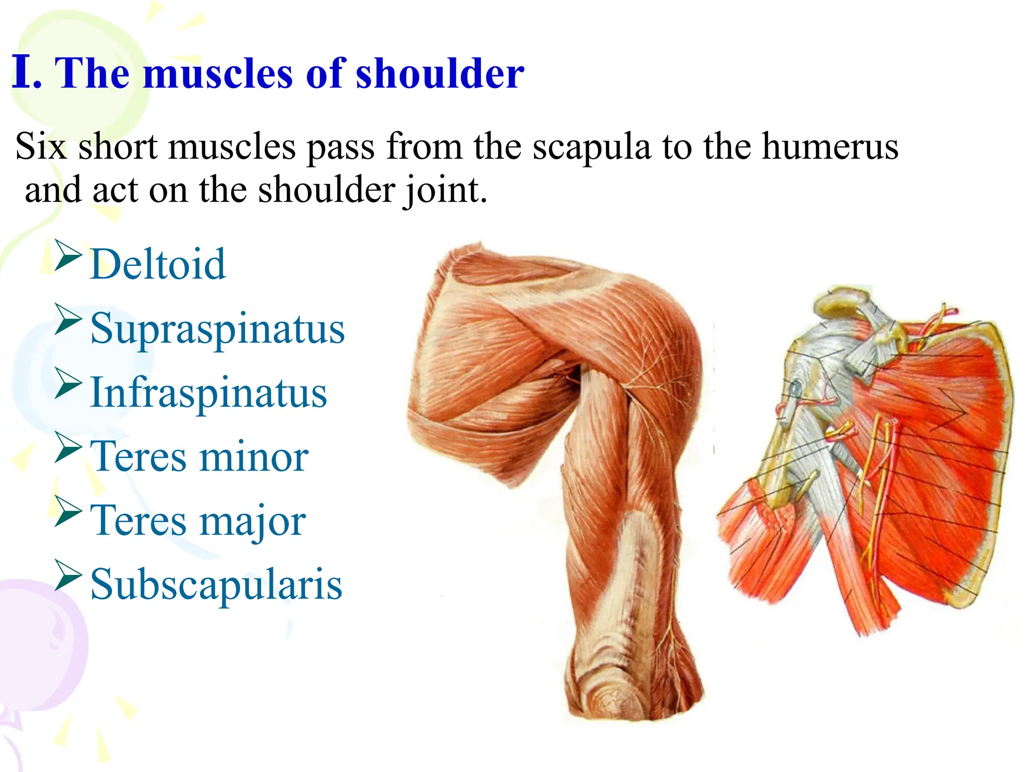 muscles of upper and lower limb.pptx...... | PPTX