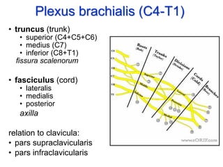 muscles_of_upper_limb with their special features | PDF