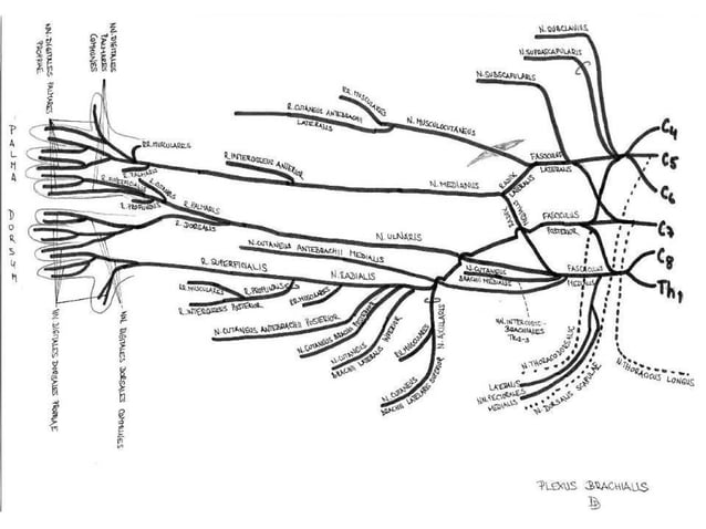 muscles_of_upper_limb showing all the muscles.pptx